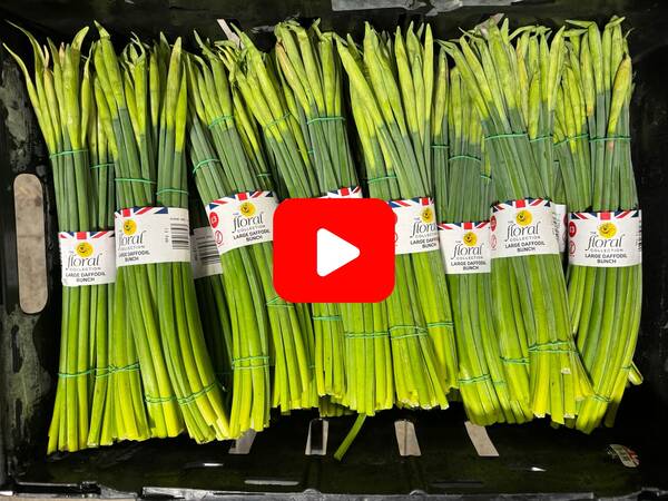 Varfell Farms banderoliert Narzissen - News und Anwendungen